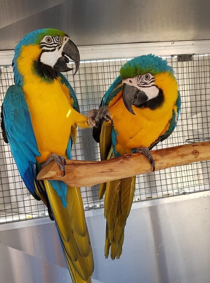 Tame blue and gold macaw parrot for sale