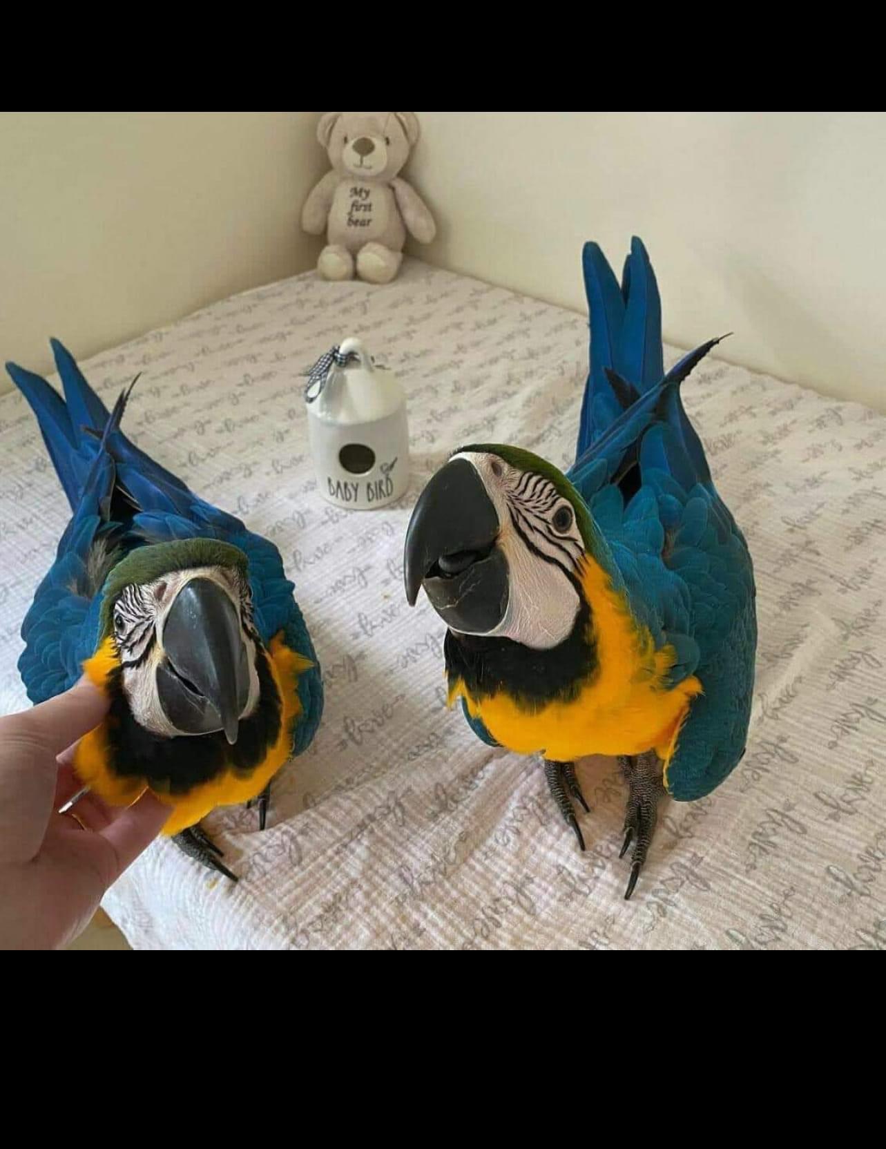 Tame blue and gold macaw parrot for sale