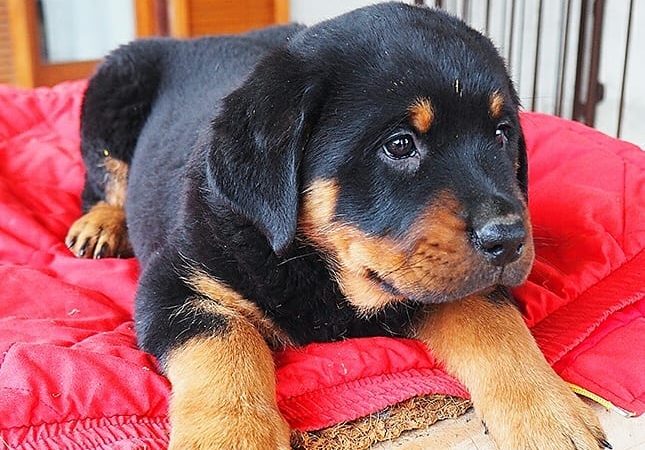 Pet Classifieds | Local Classifieds for Pets in USA by Owners